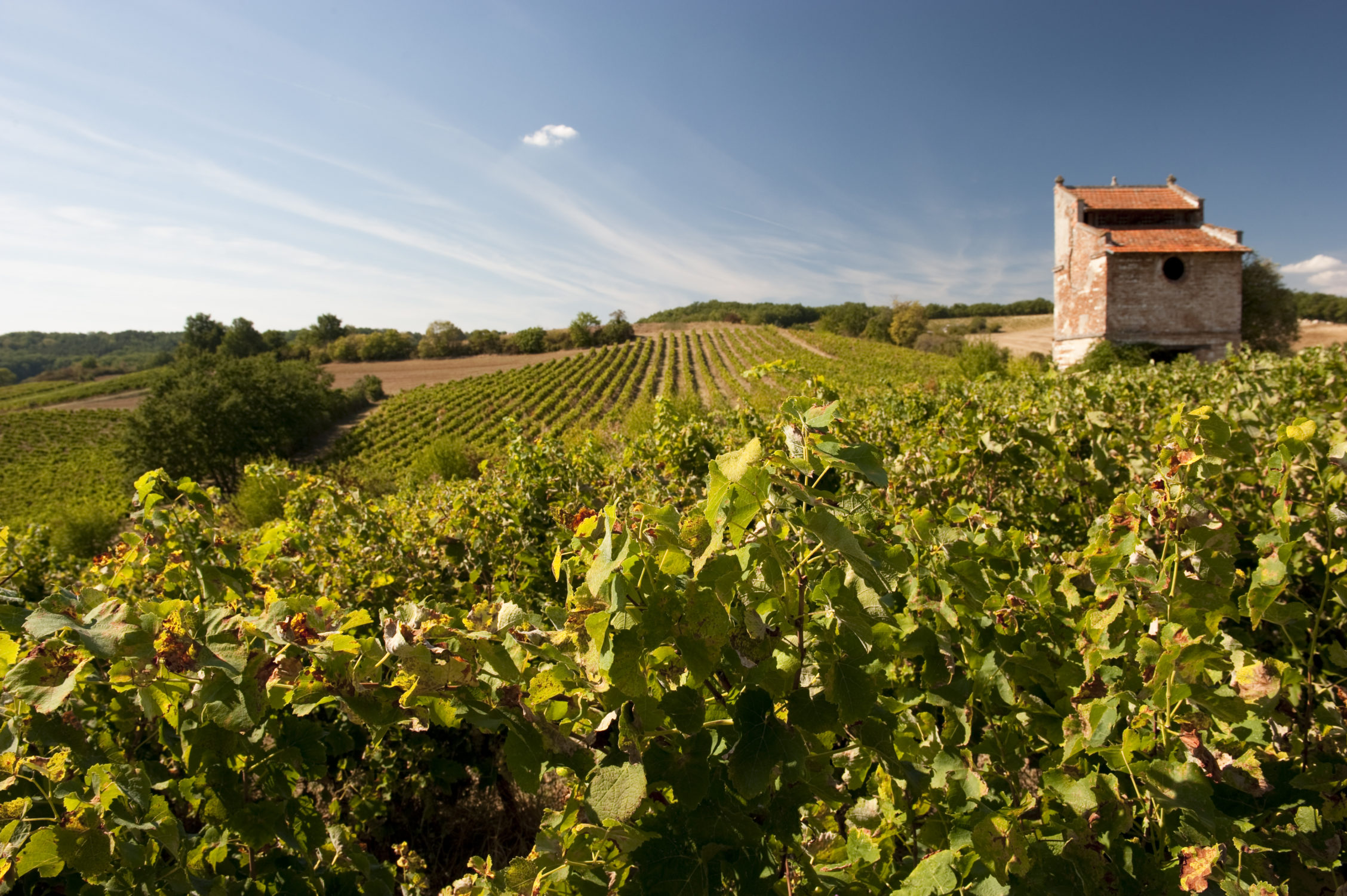 vignoble-vin-Gaillac-AOC * Bon Bec Bohème